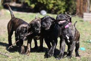 King Cane Corso Vs Cane Corso: Understanding The Majestic Breed Differences
