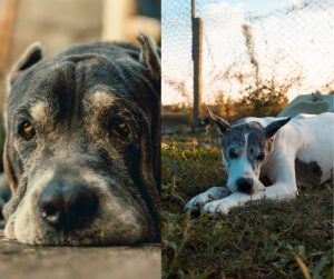 Cane Corso Vs Great Dane: Choosing The Right Gentle Giant For Your Family