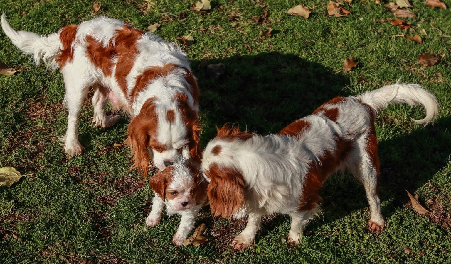Cavalier King Charles Spaniel Vs Cavapoo: Difference Between Purebred ...