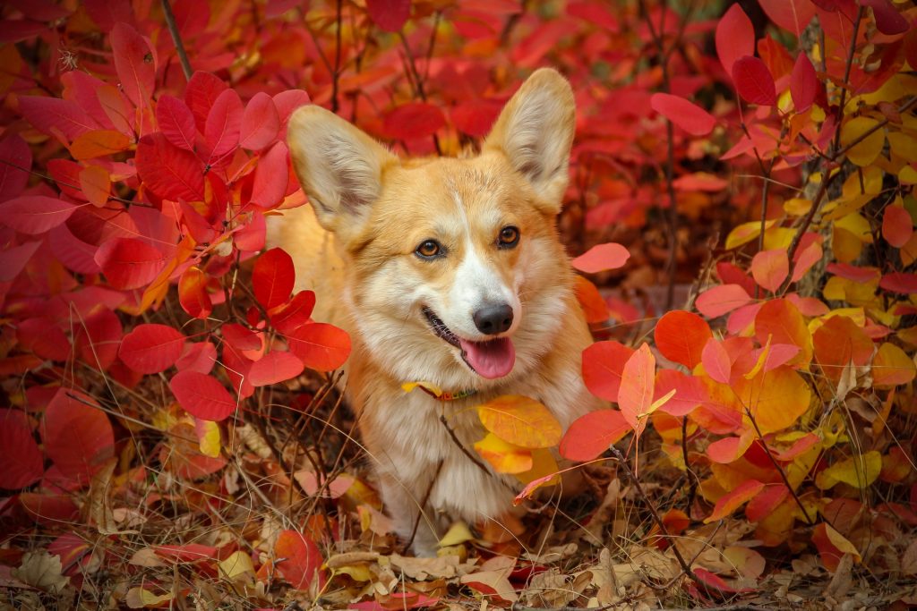 Corgi Colors: A Guide To The Different Coat Colors Of Corgis