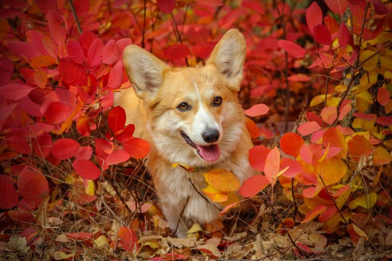 Corgi Colors: A Guide To The Different Coat Colors Of Corgis