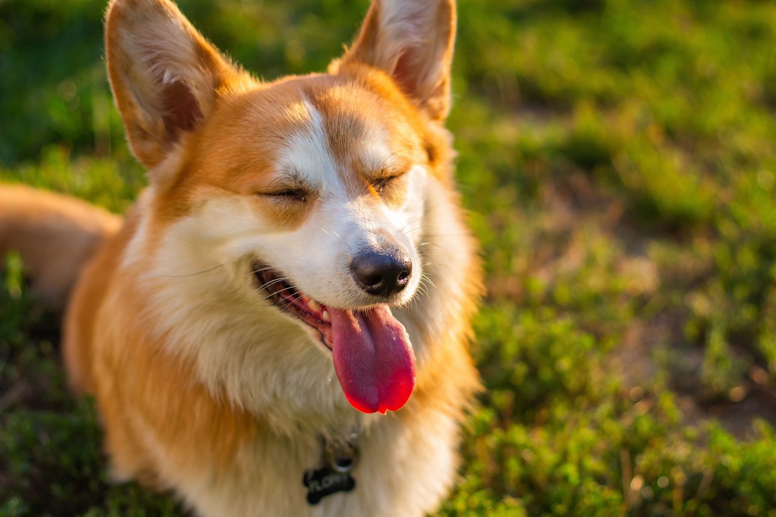 Corgi Colors: A Guide To The Different Coat Colors Of Corgis