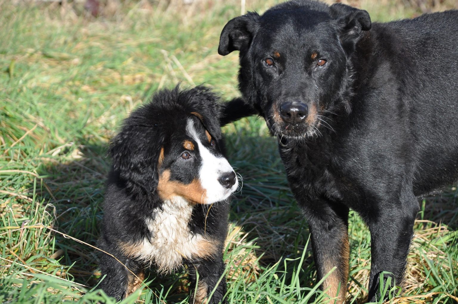Bernese Mountain Dog Vs Newfoundland: Choosing The Right Gentle Giant ...