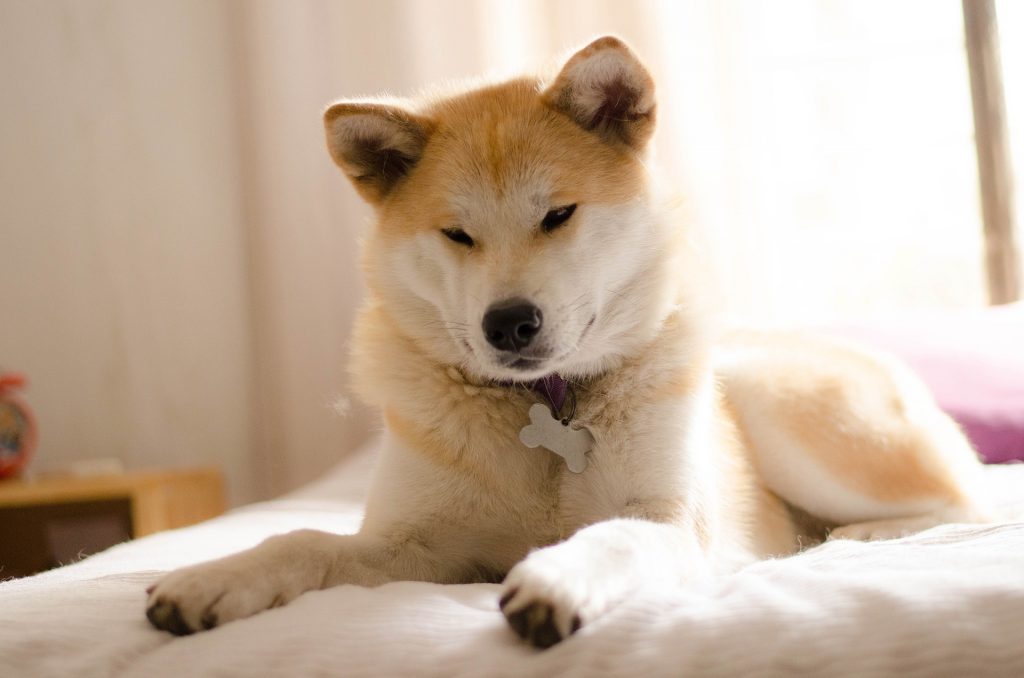Akita Colors: A Spectrum Of Shades For This Noble Breed