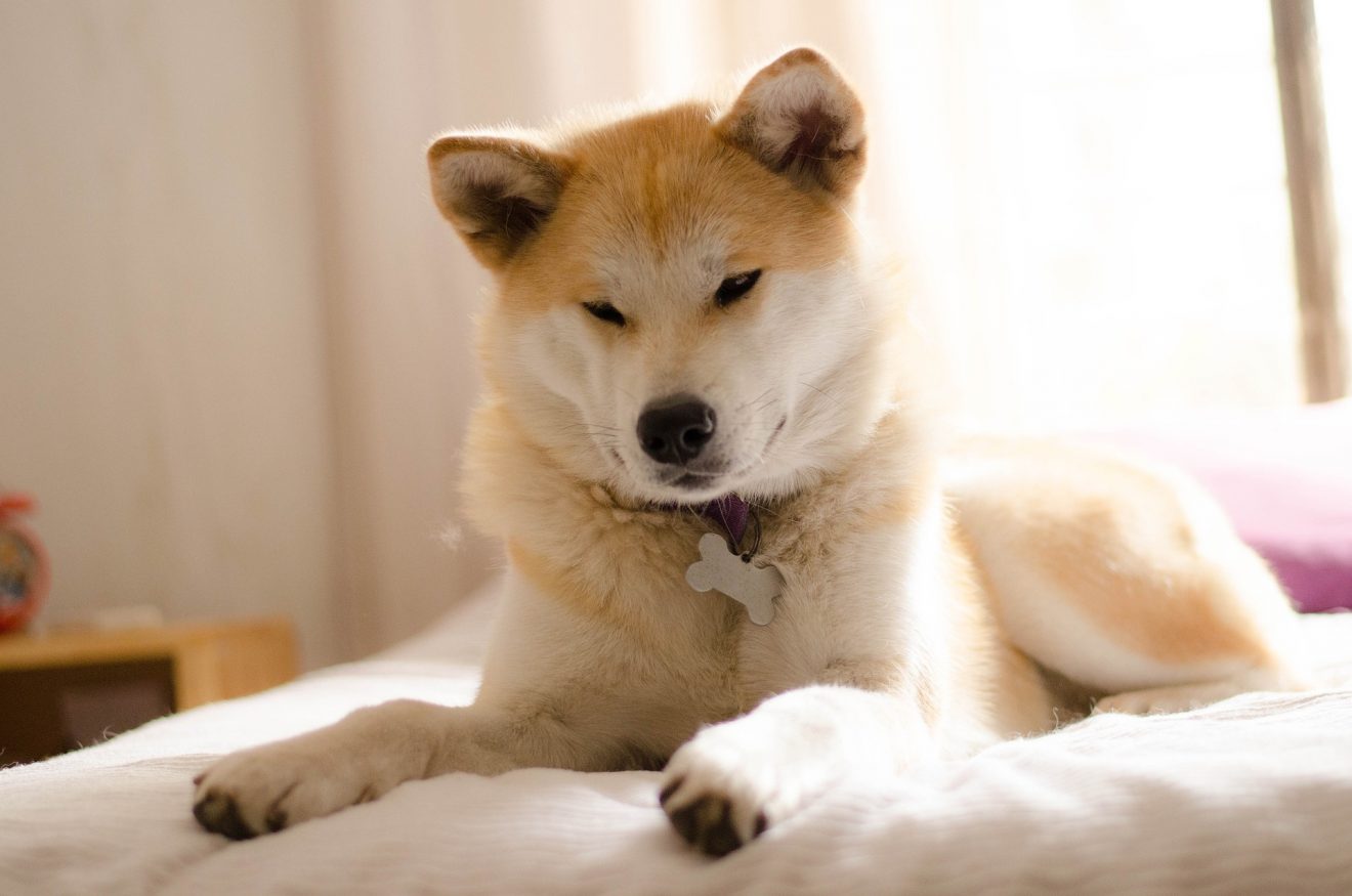 Akita Colors: A Spectrum Of Shades For This Noble Breed