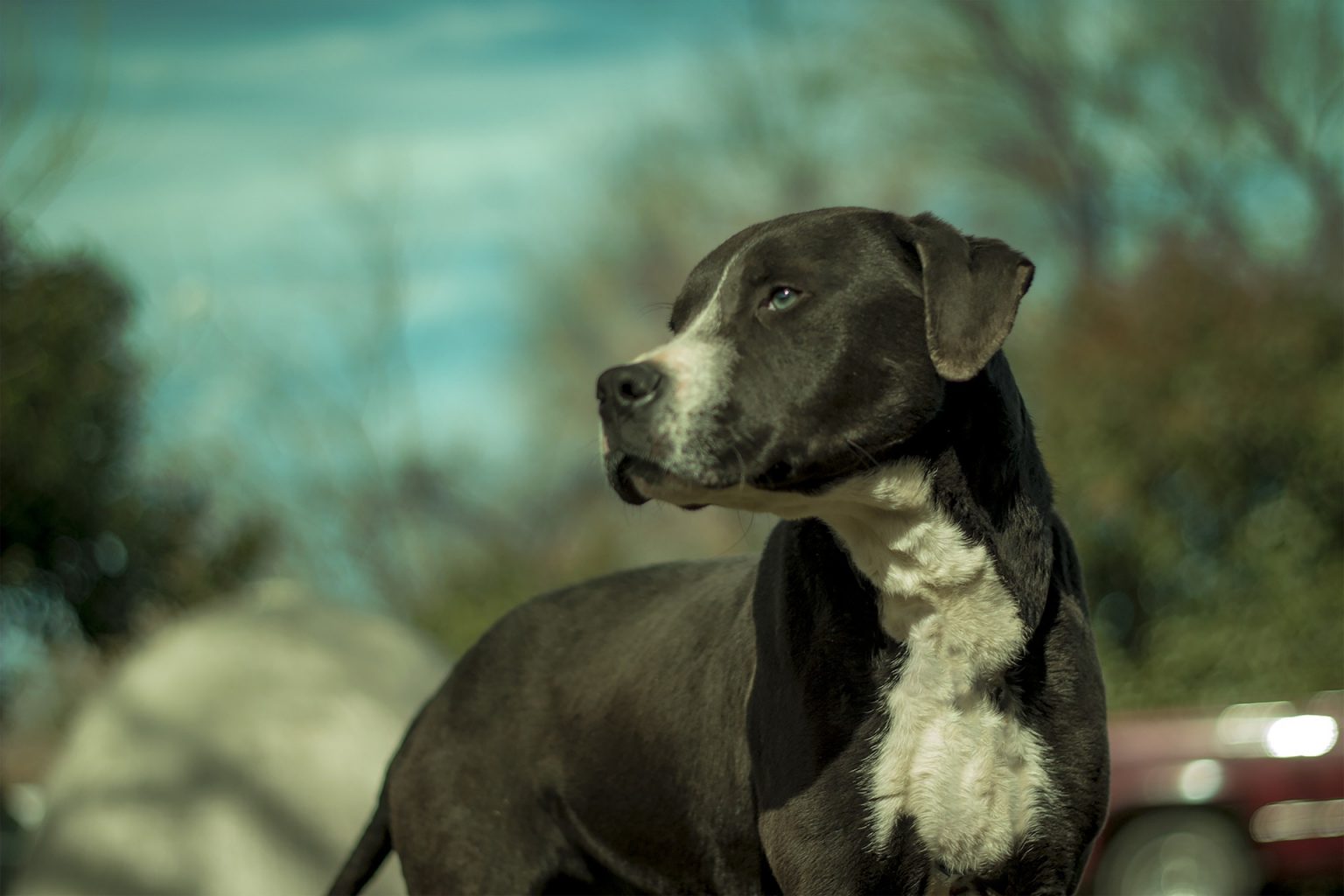 Weimaraner Pitbull Mix: Understanding This Unique Breed Combination