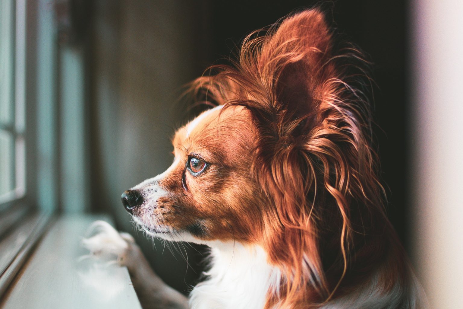 Papillon Vs Pomeranian: Comparing Two Adorable Toy Breeds