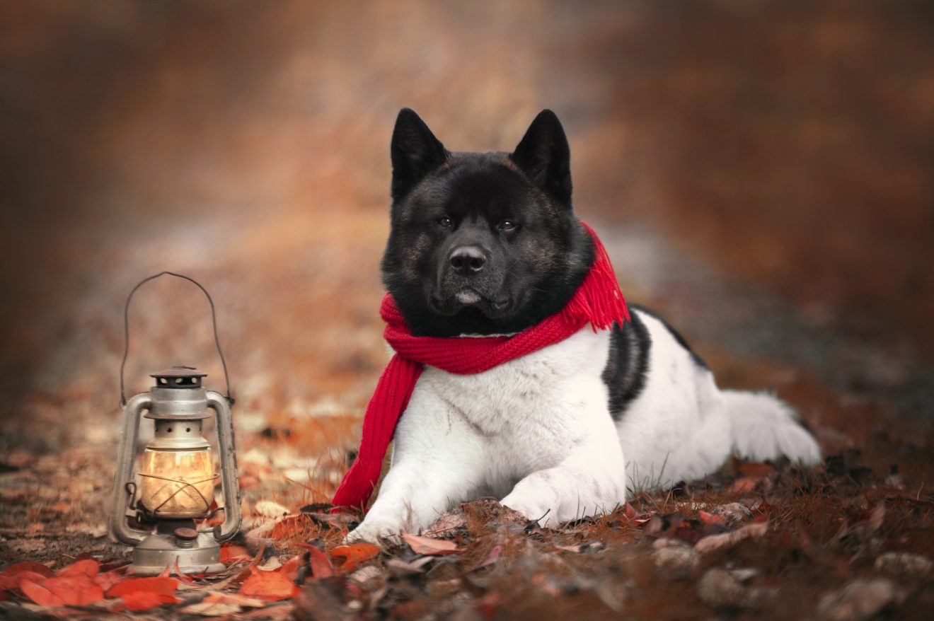 Akita Colors: A Spectrum Of Shades For This Noble Breed