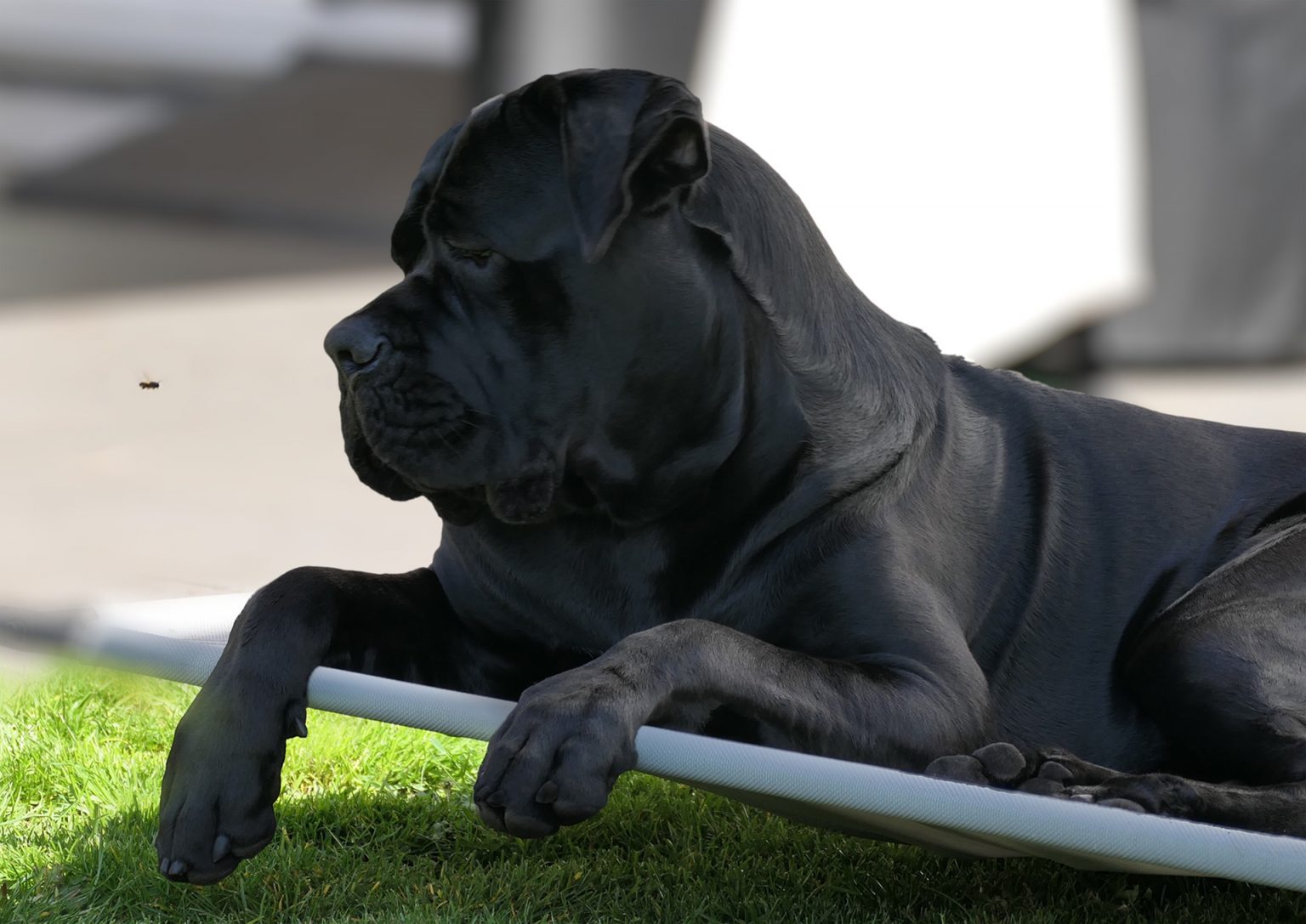 Cane Corso Vs Bullmastiff: Choosing Your Gentle Giant Companion
