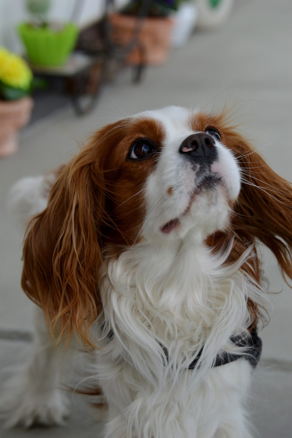 Cavalier King Charles Spaniel Vs Cavapoo: Difference Between Purebred ...