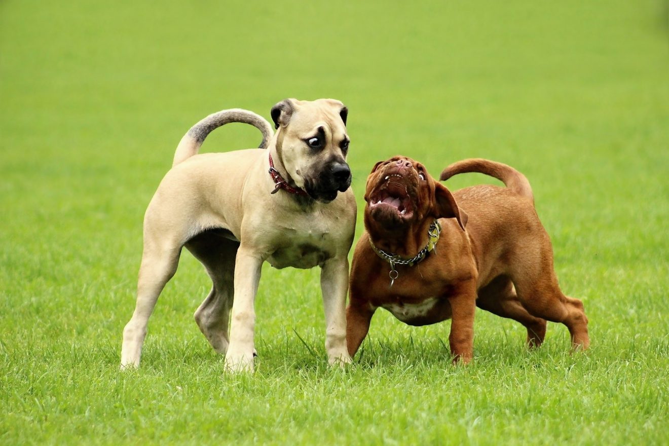 Boerboel Vs Cane Corso: Comparing These Powerful Breeds