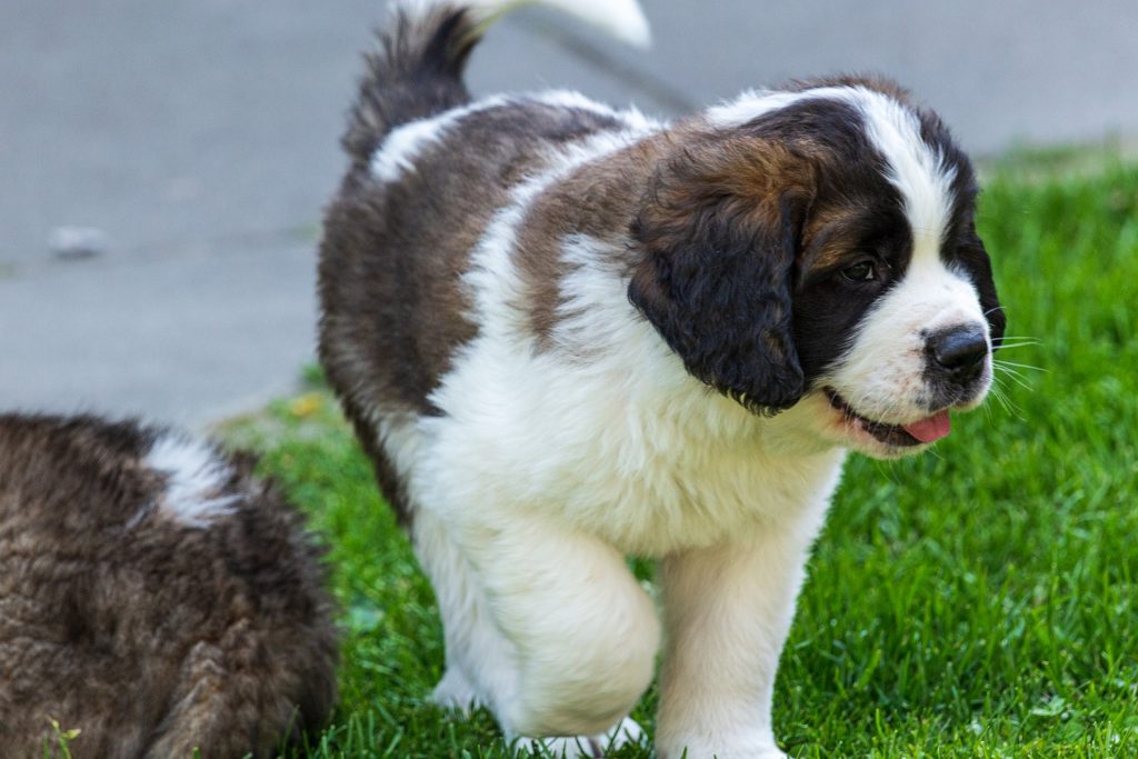 Saint Bernard Colors: Exploring The Shades Of This Gentle Giant