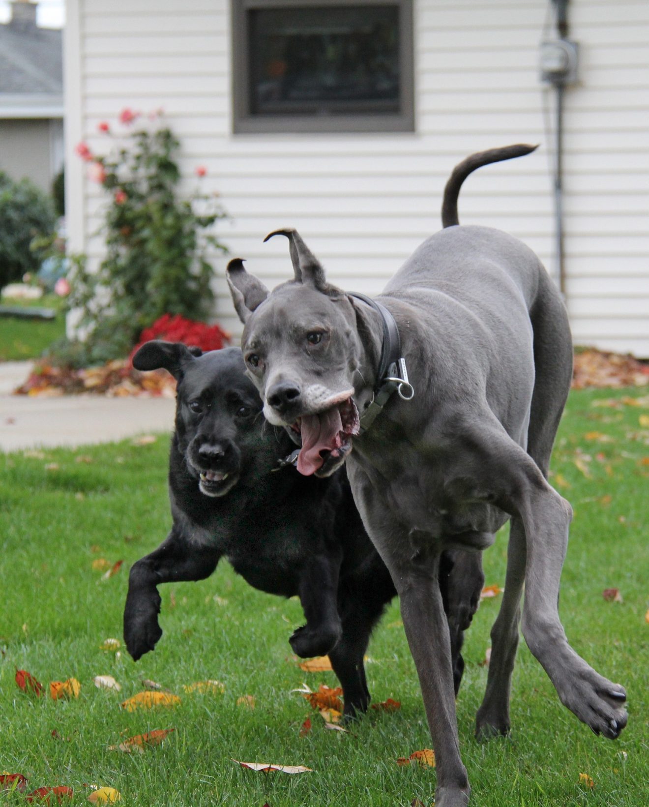 Cane Corso Vs Great Dane: Choosing The Right Gentle Giant For Your Family