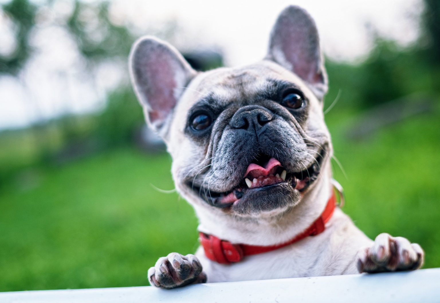 French Bulldog Vs Miniature Schnauzer: Choosing Your Perfect Pet Companion
