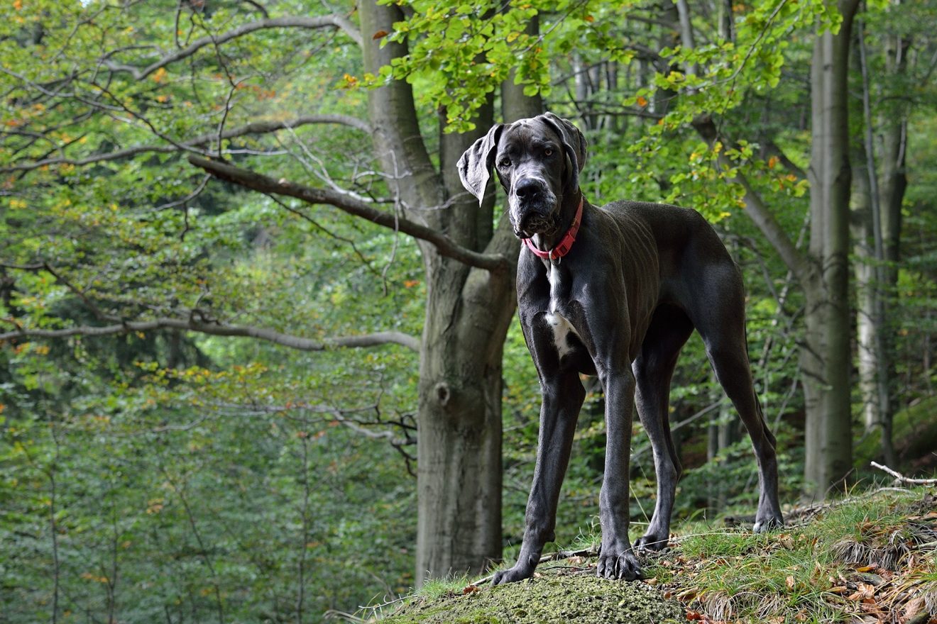 Irish Wolfhound Vs Great Dane Size: A Friendly Giant Comparison