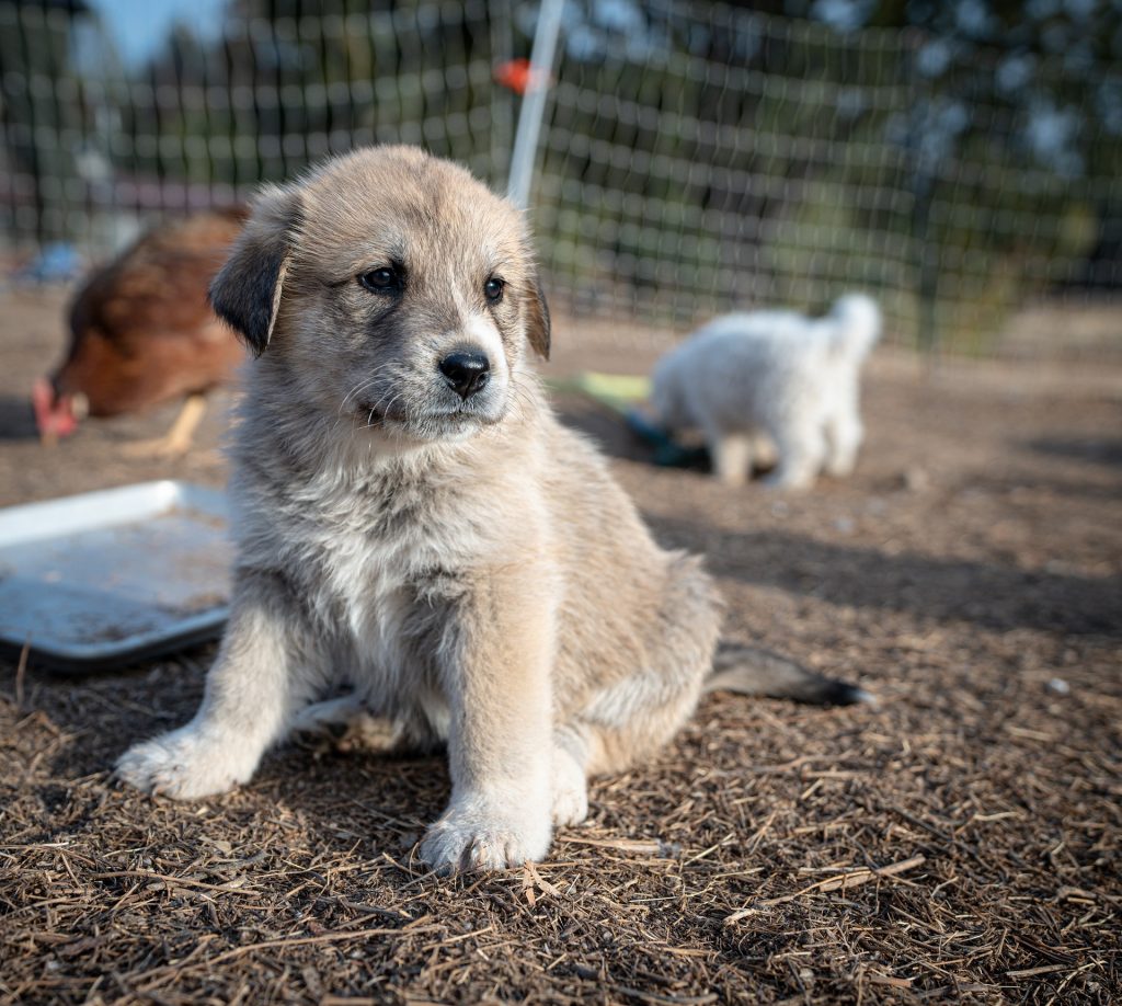 The Spectrum Of Guardians: Understanding Colored Great Pyrenees Varieties