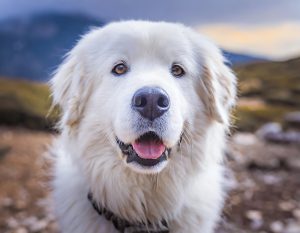 The Spectrum Of Guardians: Understanding Colored Great Pyrenees Varieties