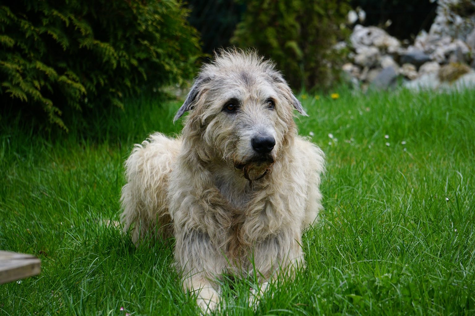 Irish Wolfhound Vs Great Dane Size: A Friendly Giant Comparison