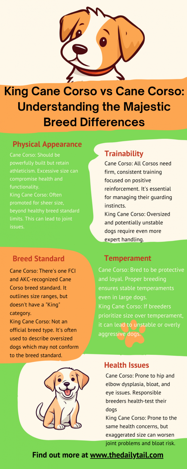 King Cane Corso Vs Cane Corso: Understanding The Majestic Breed Differences