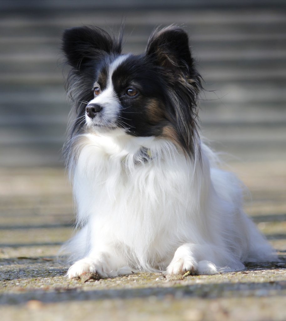 Papillon Vs Pomeranian: Comparing Two Adorable Toy Breeds