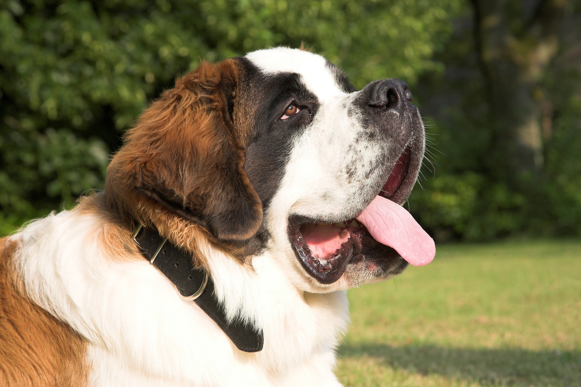Saint Bernard Colors: Exploring The Shades Of This Gentle Giant