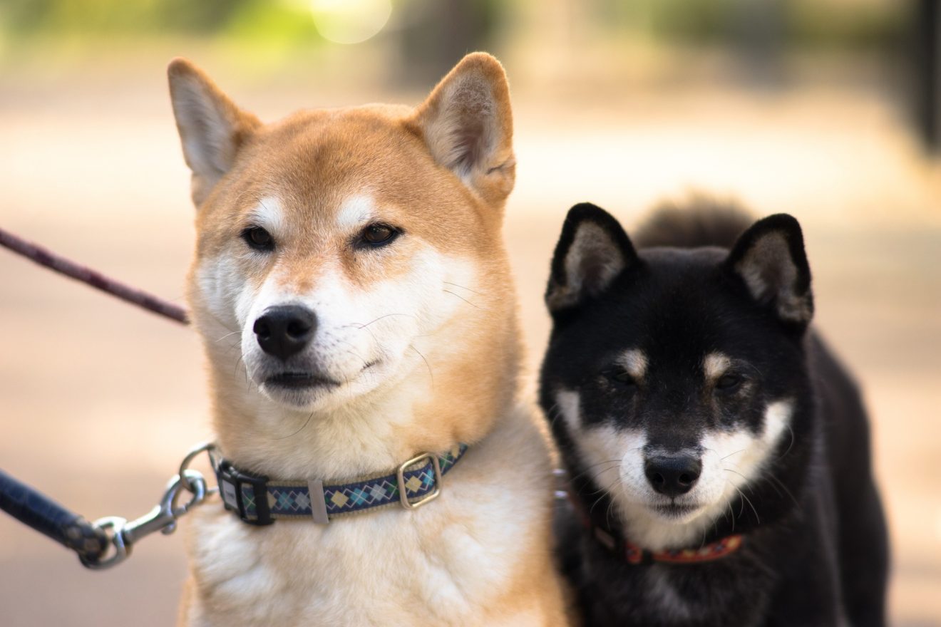 Shiba Inu Colors: A Palette Of Possibilities For Your Pooch