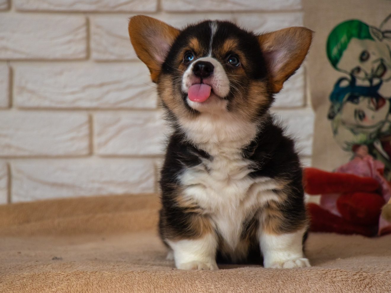 Corgi Colors: A Guide To The Different Coat Colors Of Corgis