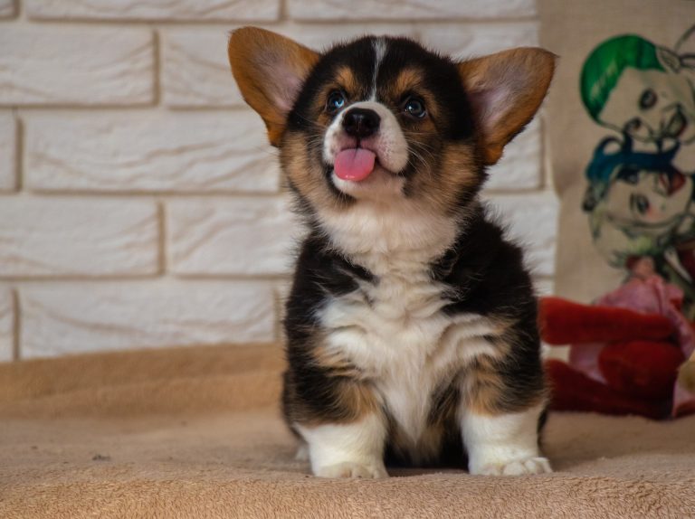 Corgi Colors: A Guide To The Different Coat Colors Of Corgis