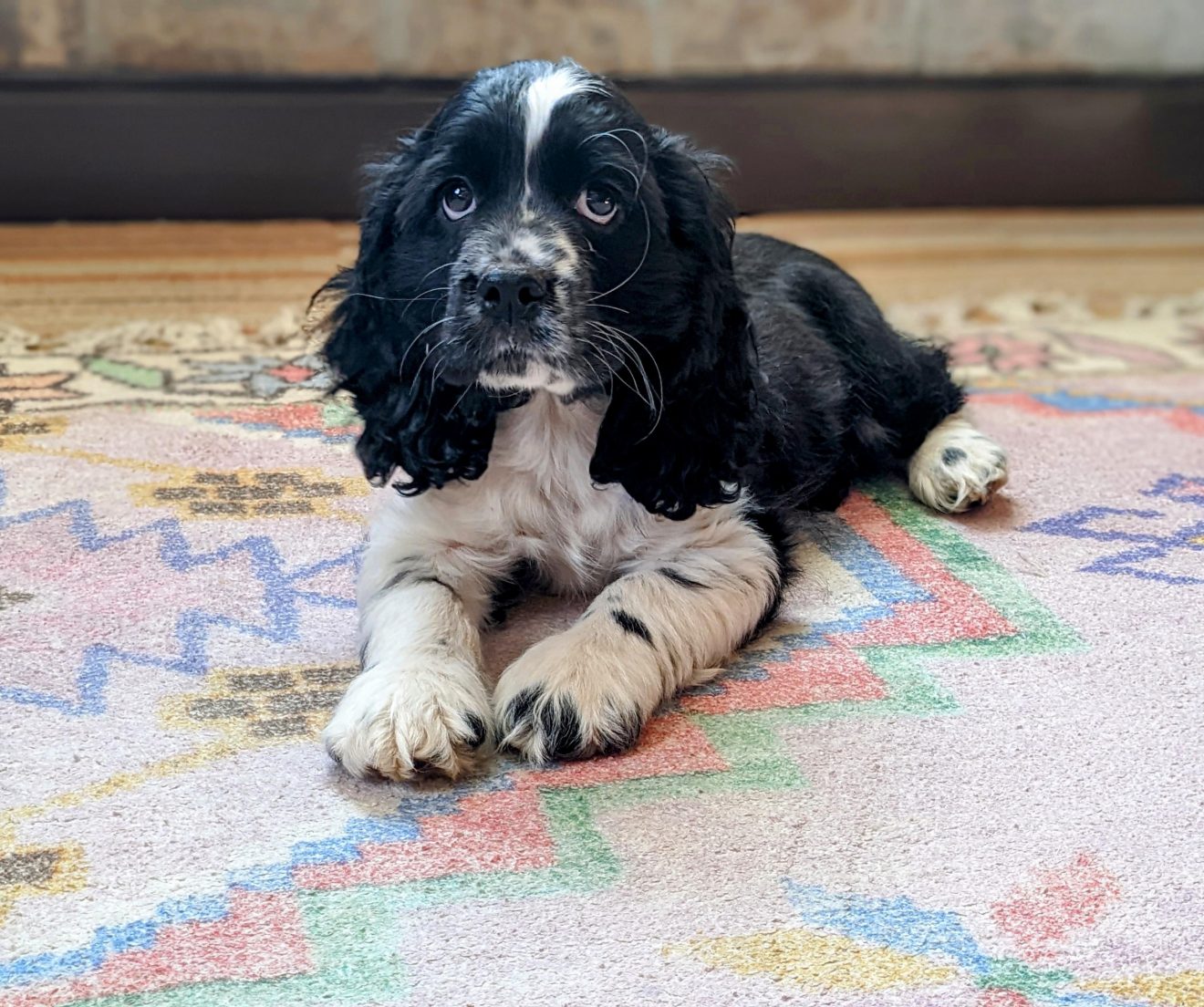 English Vs American Cocker Spaniel: What Is The Difference?