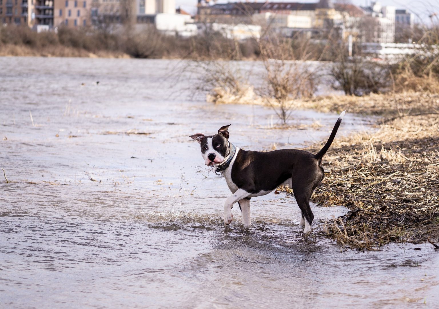 Italian Mastiff Vs Pitbull: Comparing Two Loyal Companions