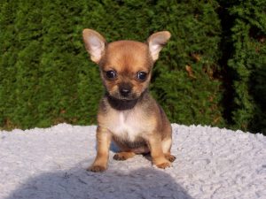 Techichi Vs Chihuahua: Looking At The History Of The Popular Mexican ...