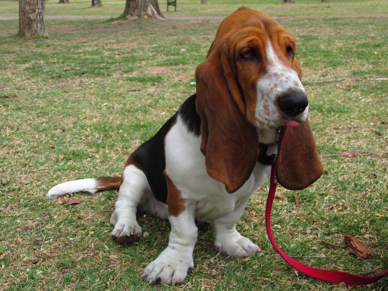Bloodhound Vs Basset Hound: Choosing The Right Scent Hound For You