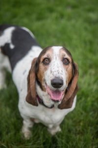 European Basset Hound Vs American: Understanding The Differences ...