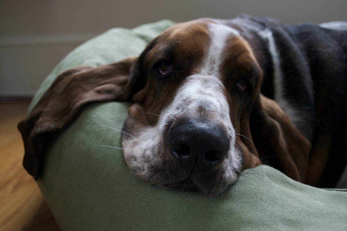 European Basset Hound Vs American: Understanding The Differences ...