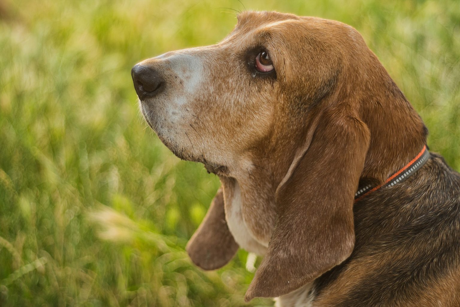 European Basset Hound Vs American: Understanding The Differences ...
