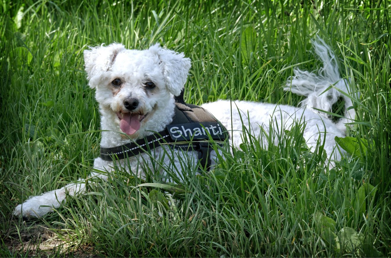 Bichon Frise Vs Poodle: Choosing Your Fluffy Best Friend