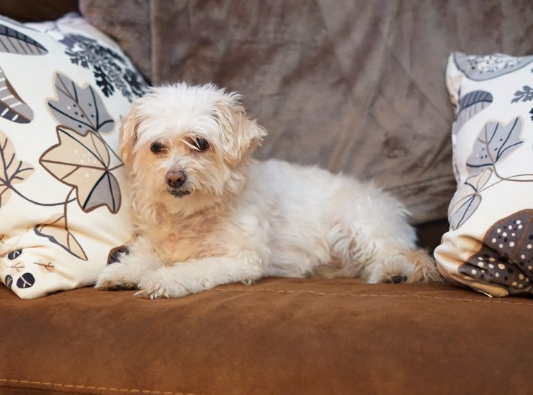 Bichon Frise Vs Maltese: Choosing The Fluffy Friend For You