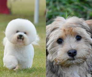 Havanese Vs Maltese: Comparing Two Adorable Breeds