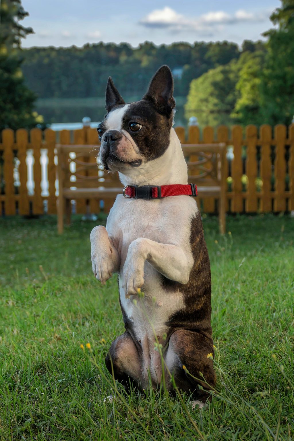 Boston Terrier Vs Boxer: Choosing The Right Pup For Your Family