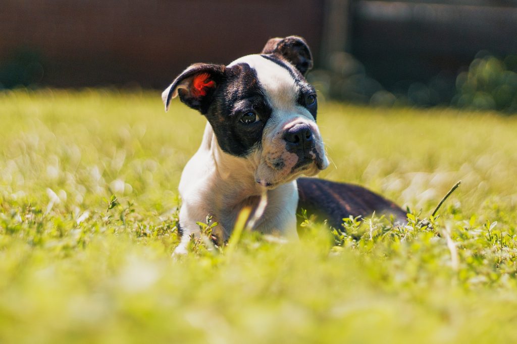 Boston Terrier Vs Boxer: Choosing The Right Pup For Your Family