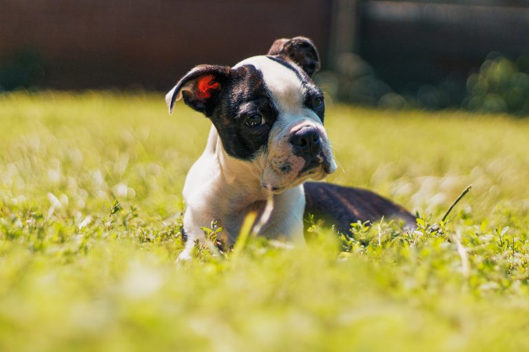 Boston Terrier Vs Boxer: Choosing The Right Pup For Your Family