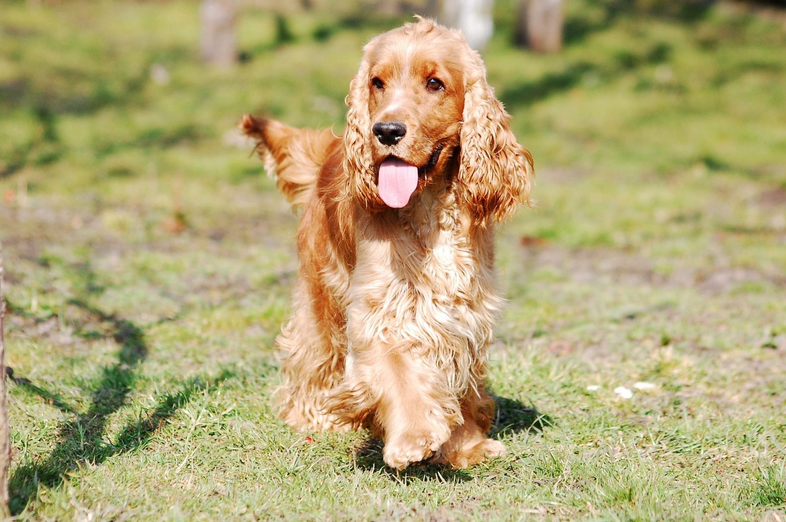 English Vs American Cocker Spaniel: What Is The Difference?