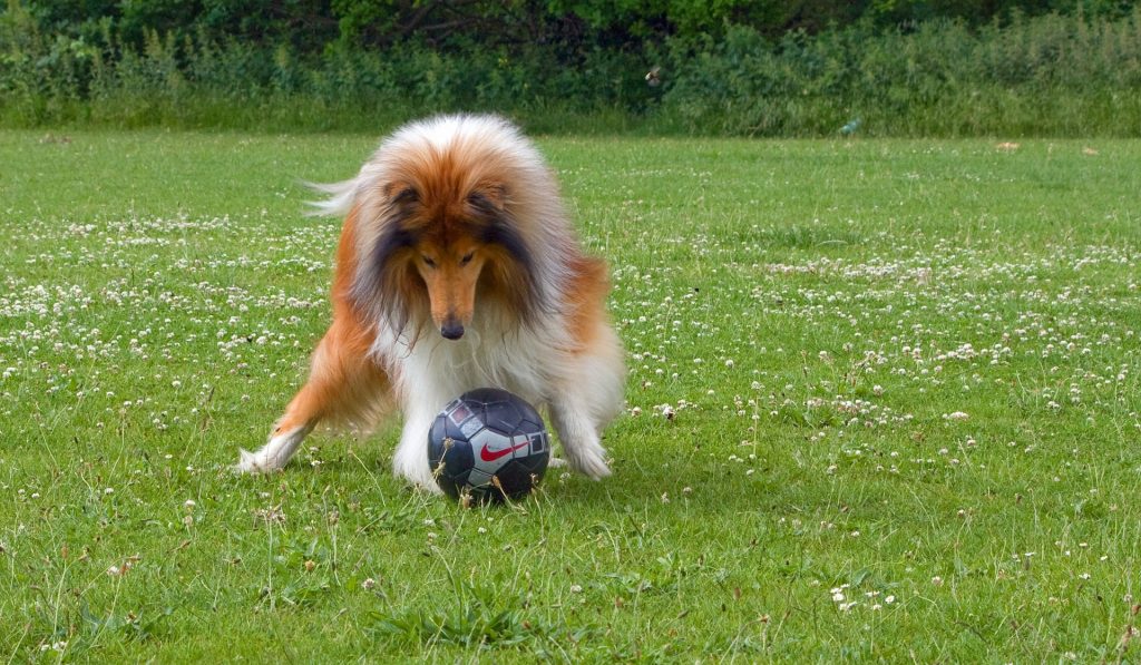 Collie Vs Border Collie: Understanding The Differences Between These ...