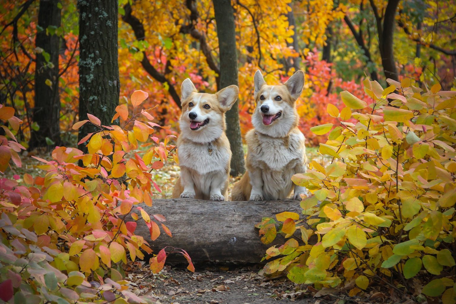 Shiba Inu Vs Corgi: Choosing The Perfect Cute Puppy For Your Family