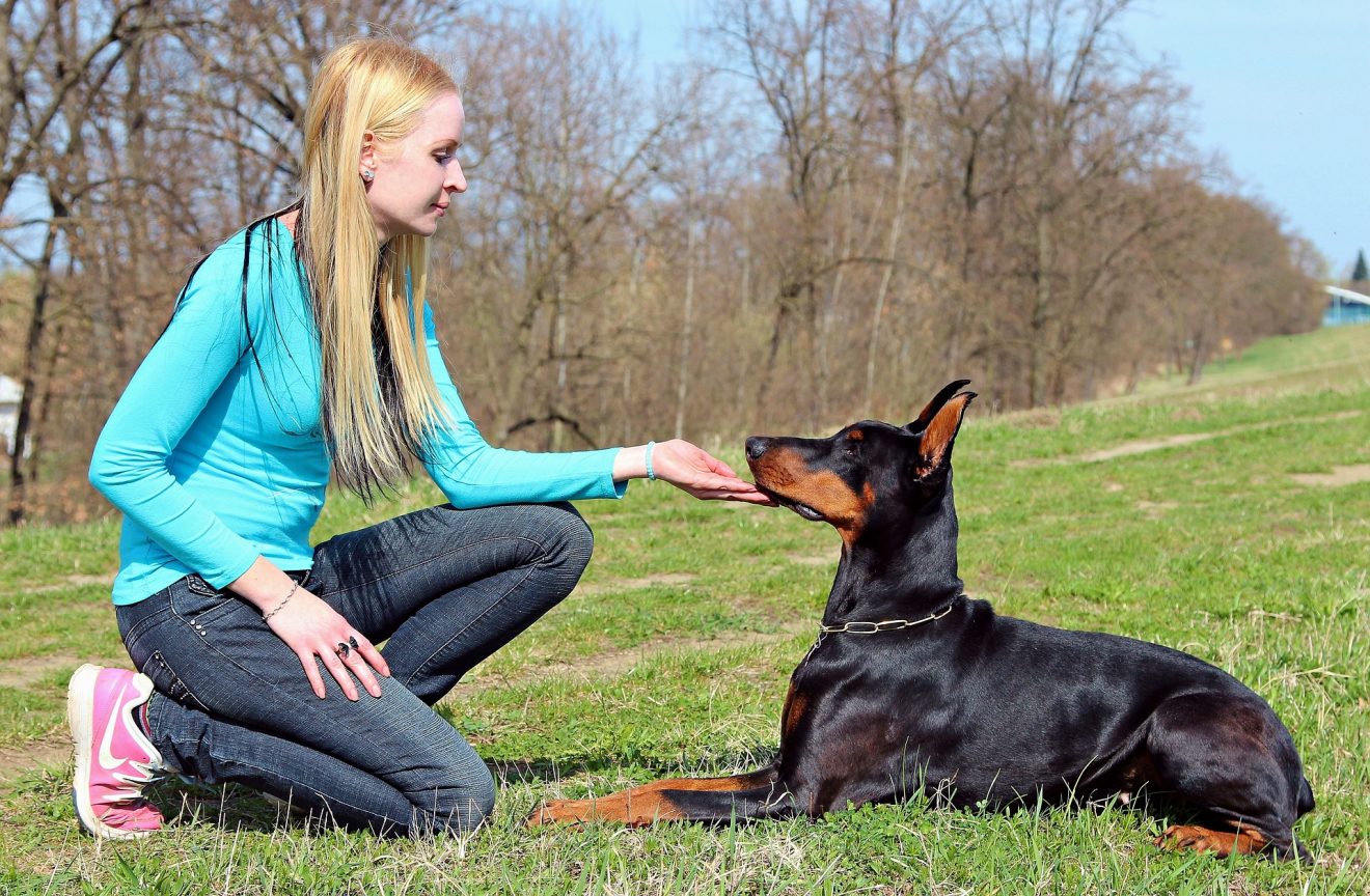 Belgian Malinois Vs Doberman: Choosing The Right Breed For Your Family