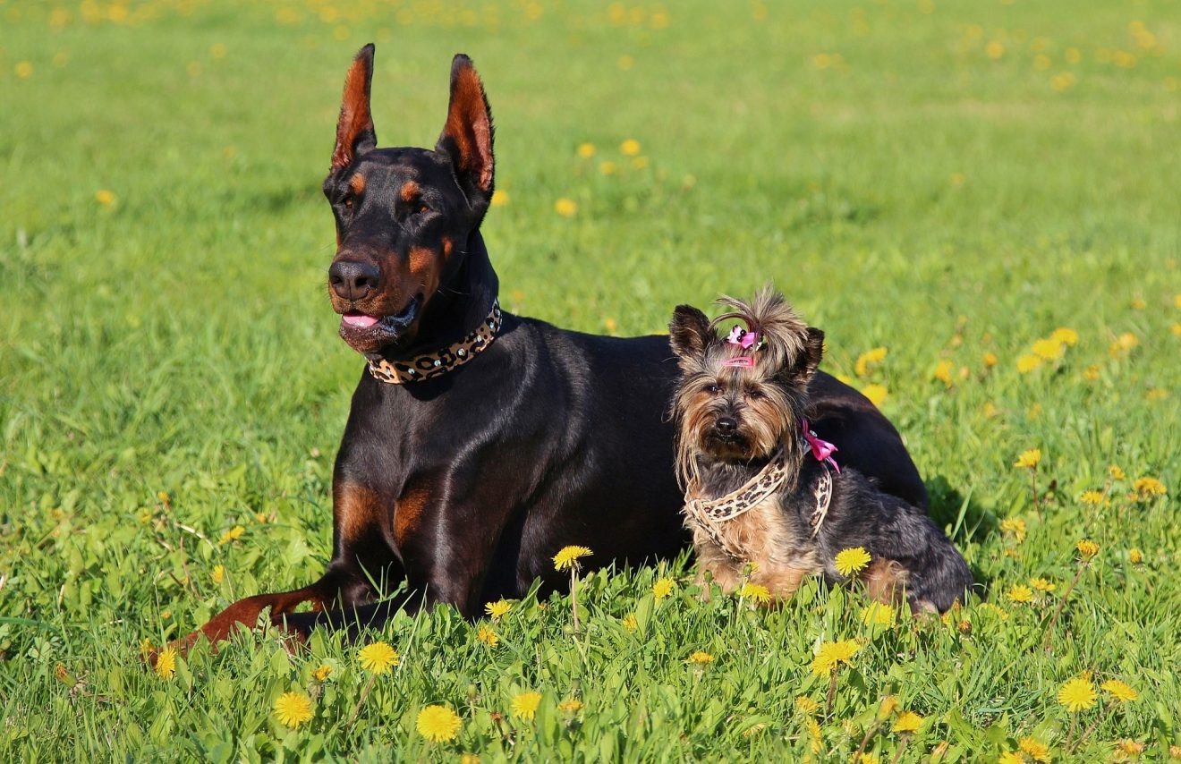 Belgian Malinois Vs Doberman: Choosing The Right Breed For Your Family