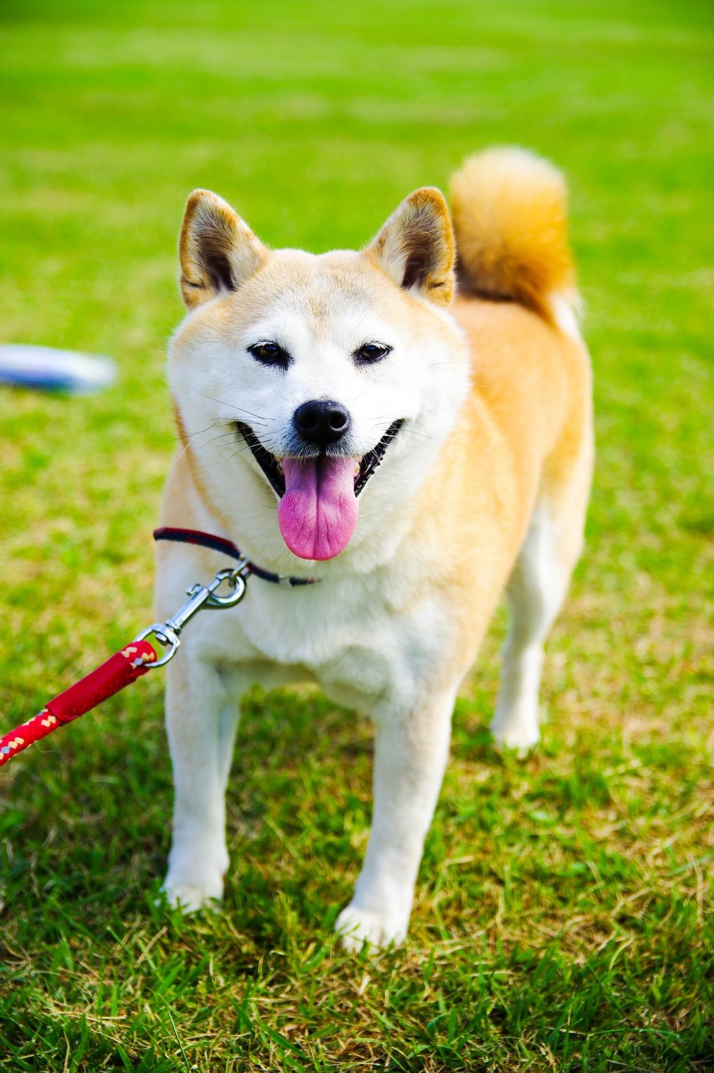 Dingo Vs Shiba Inu: Unraveling The Mysteries Of These Unique Canines