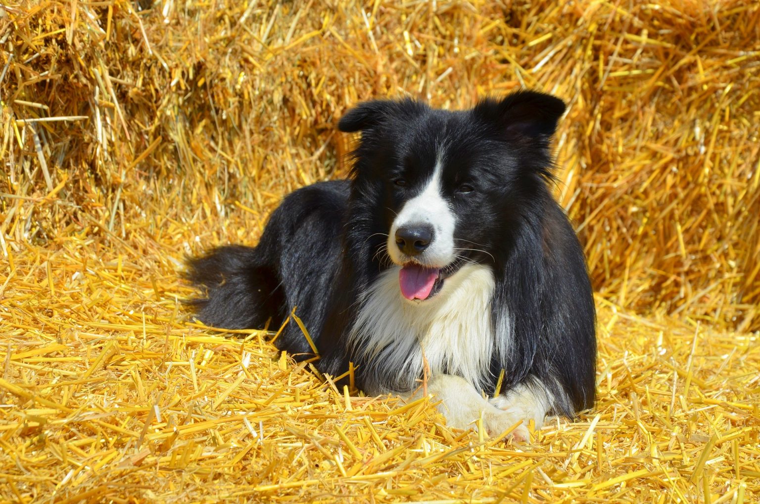 Rough Collie Vs Border Collie: Understanding The Differences Between ...