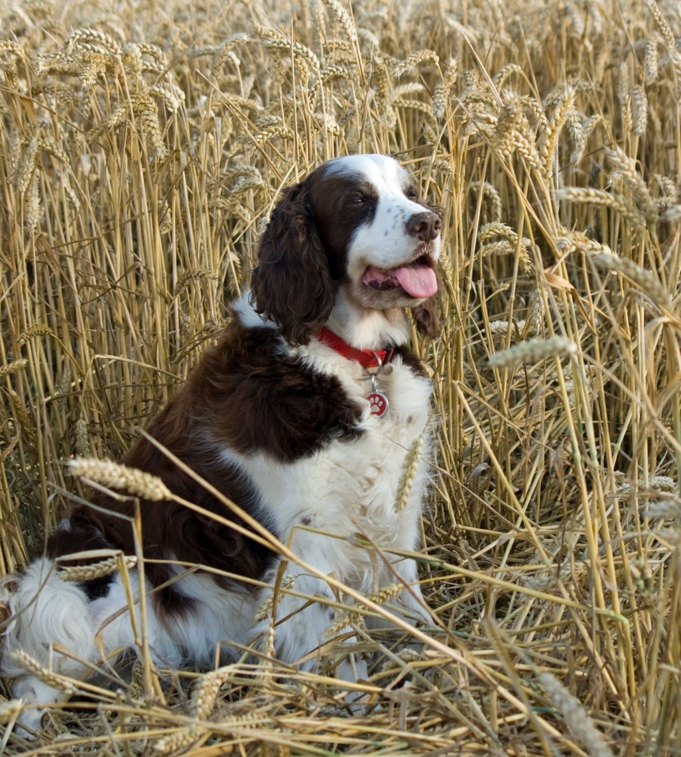 English Springer Spaniel Bench Vs Field: What Is The Main Difference?