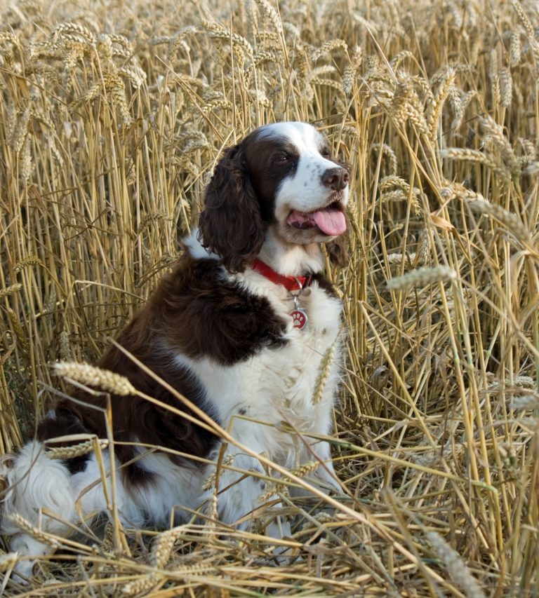 English Springer Spaniel Bench Vs Field: What Is The Main Difference?